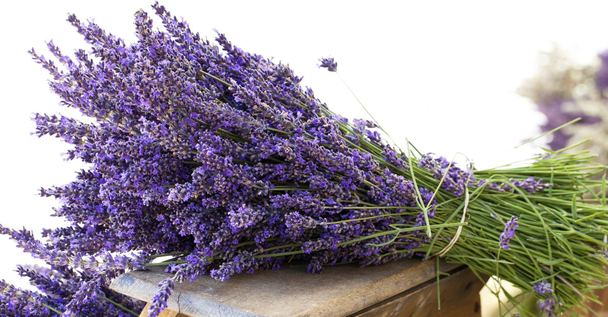 La Lavanda: usi e proprietà salutistiche, cosmetiche, aromaterapiche
