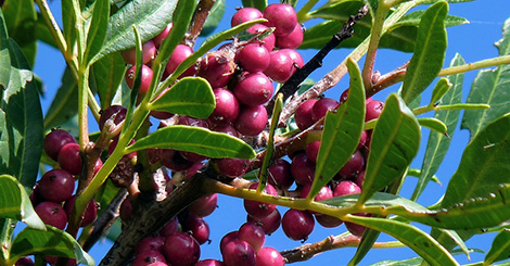 Il Lentischio: una pianta aromatica dalle antiche tradizioni medicinali ...
