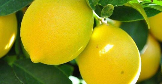 Le molteplici proprietà salutari del Limone